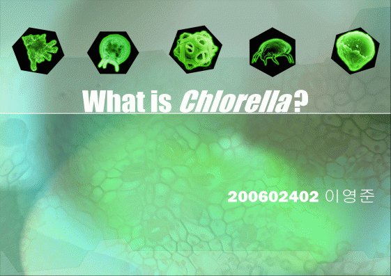 클로렐라(Chlorella)