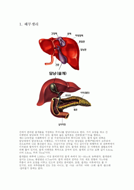 해부생리 담석증