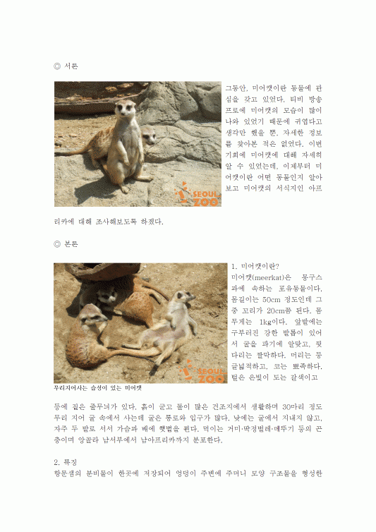 (인간과 동물)미어캣과 미어캣의 서식지인 칼라할리 사막 소개