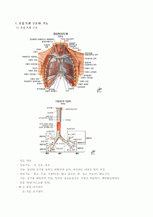 아동폐렴 호흡기계