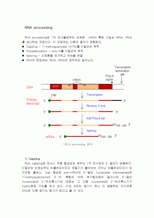 RNA processing 레포트 자료