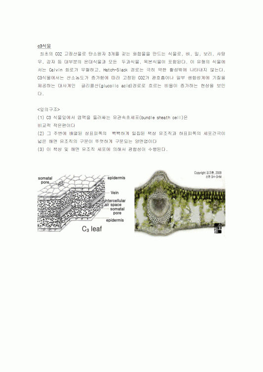 c3식물과 c4식물