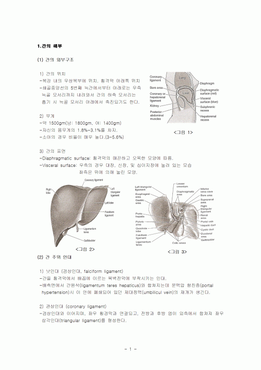 간세포암(HCC, hepatocellular carcinoma)