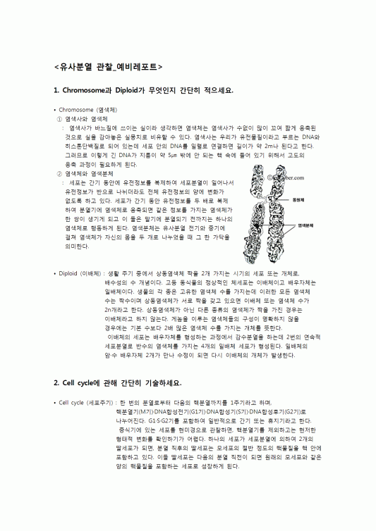 4. 유사분열 관찰_예비
