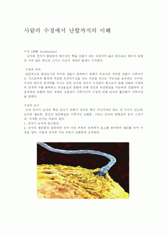 사람의 수정에서 난할까지의 이해
