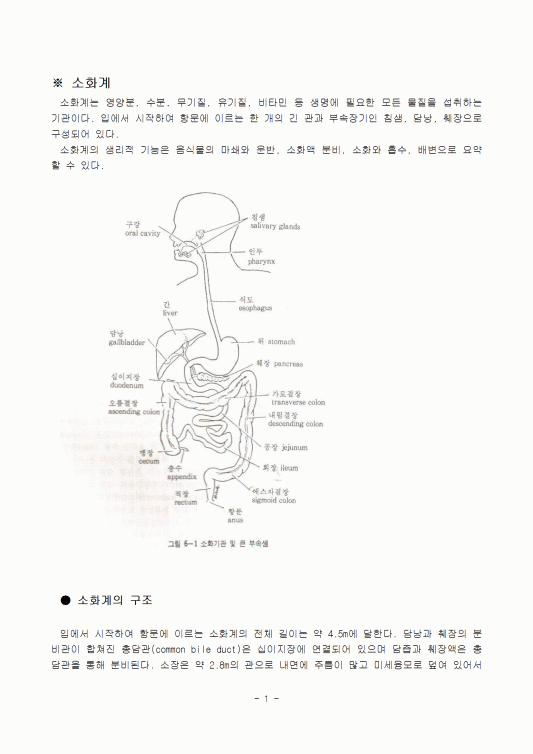 위장관, 간, 담도, 췌장의 구조와 기능