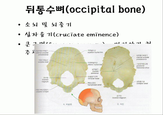 뒤통수뼈(occipital bone) 관자뼈(temporal bone) 나비뼈(sphenoid bone)