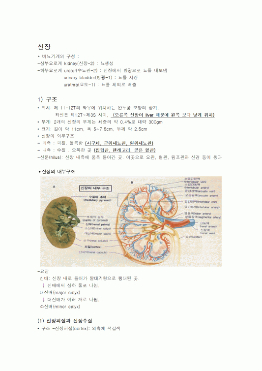 비뇨기계구조와기능