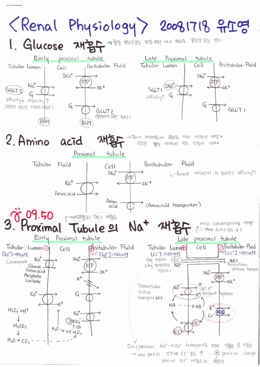 관동대 의학과 생리학 3차 - Renal Physiology 요약