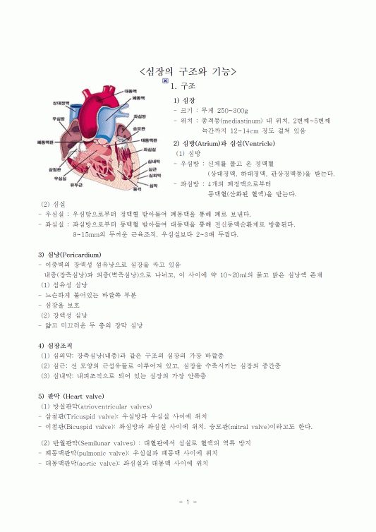 심장의 구조와 심장의 기능