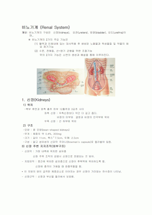 비뇨기계해부생리입니다. 많은 도움이 되시길 바랍니다.