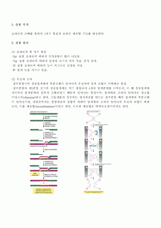 유전학및실험보고서_4_유전자지도작성