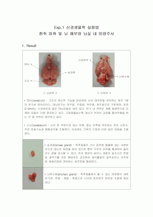 [동물생리학실험]1.신경생물학실험법