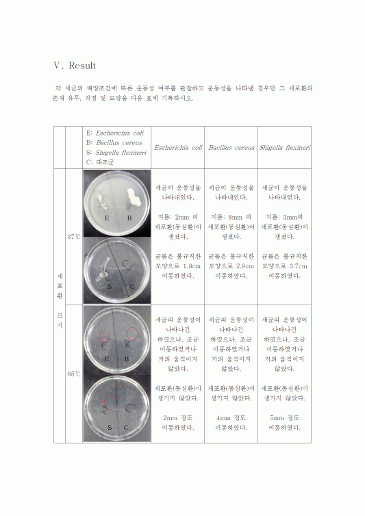 [미생물실험]5.미생물의 주화성