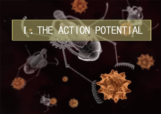 활동전이(전위) (THE ACTION POTENTIAL )