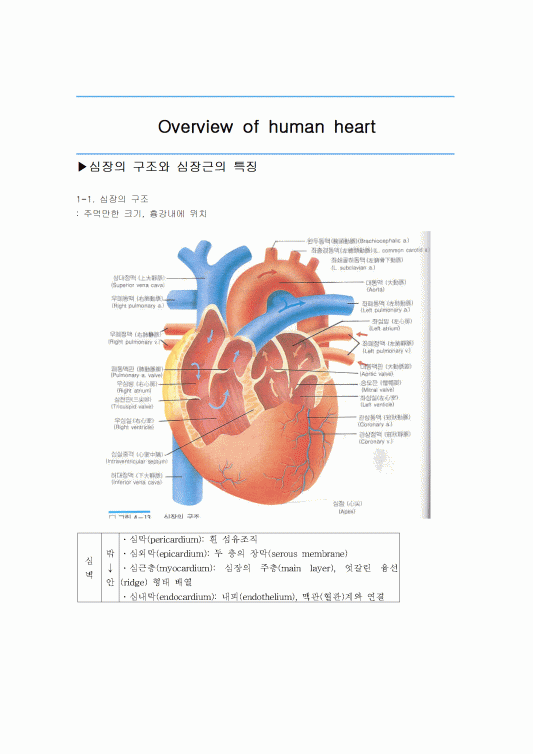 생리학 개론 (심장)