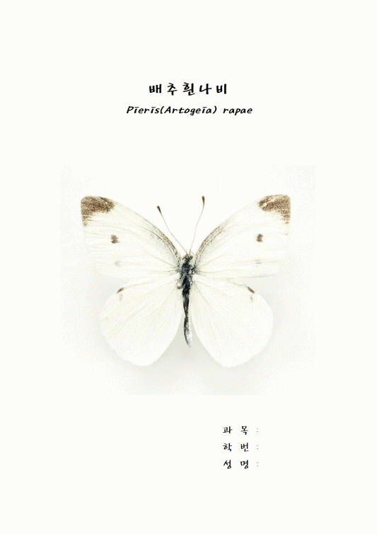 [곤충학] 배추흰나비의 모든 것