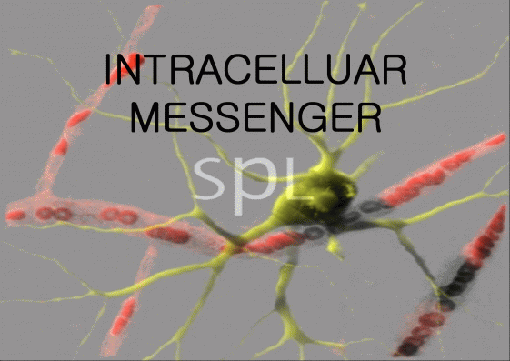 INTRACELLUAR MESSENGE