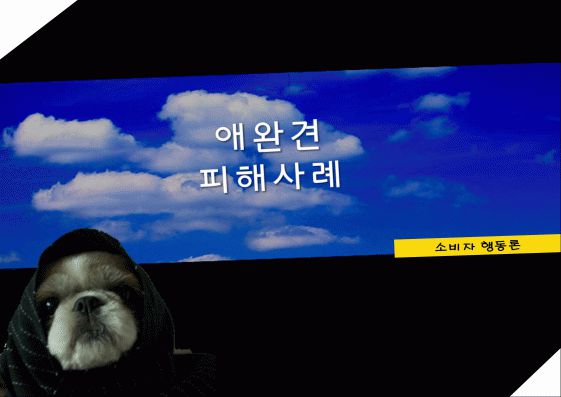 [소비자행동론] 애완견 피해사례
