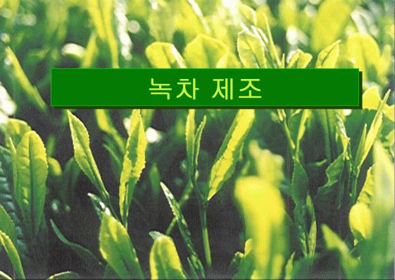 녹차(Green Tea) 레포트 자료