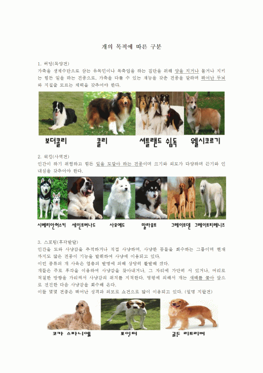 [애견미용] 개의 목적에 따른 구분 & 기초 견제학