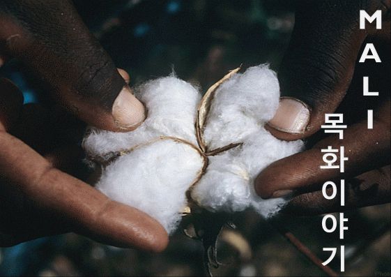 말리(MALI) 목화이야기