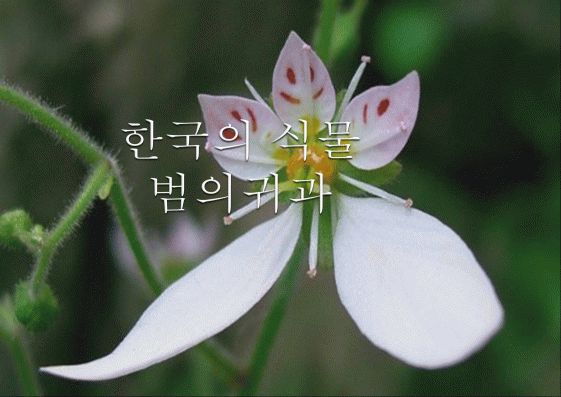 한국의식물 발표자료