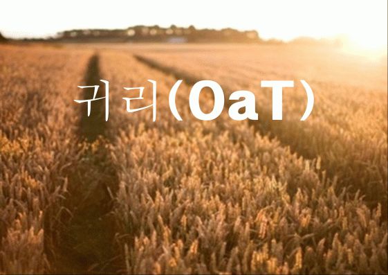 귀리(oat) 레포트 자료