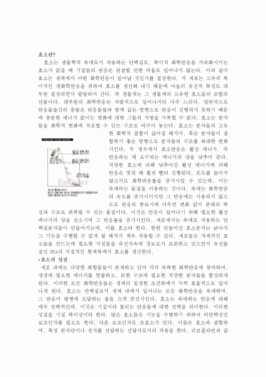효소에 관하여