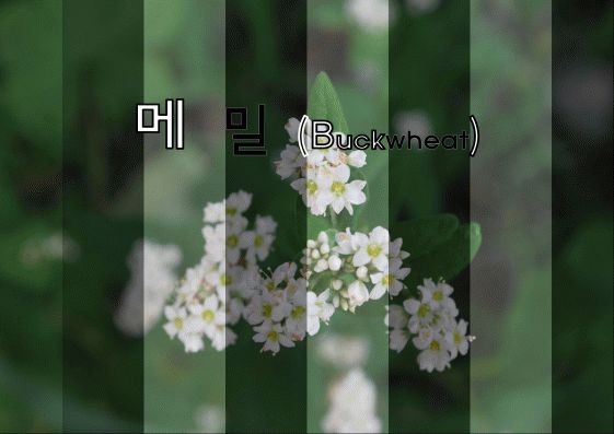 메밀(Buckwheat) 레포트 자료
