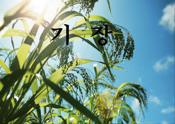 기장(Hog millet)