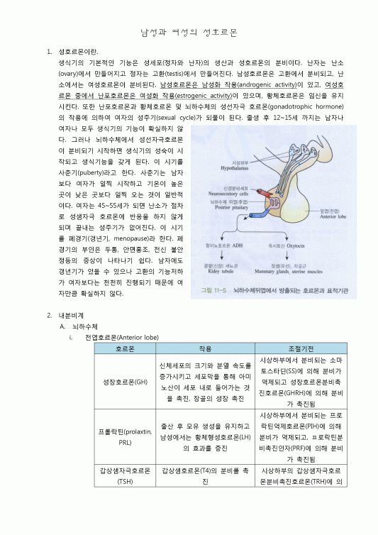 남성과 여성의 성 호르몬