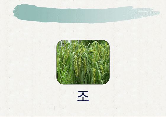 조[Barn grass] 레포트 자료