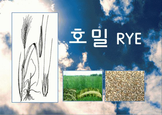호밀[rye] 레포트 자료