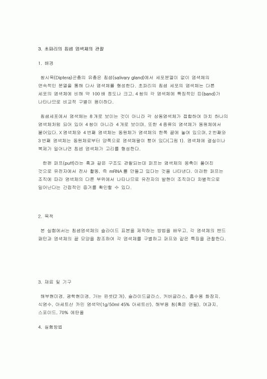 8주차 초파리 침샘 염색체의 관찰