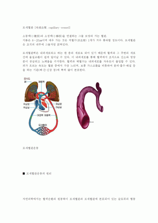 모세혈관이란