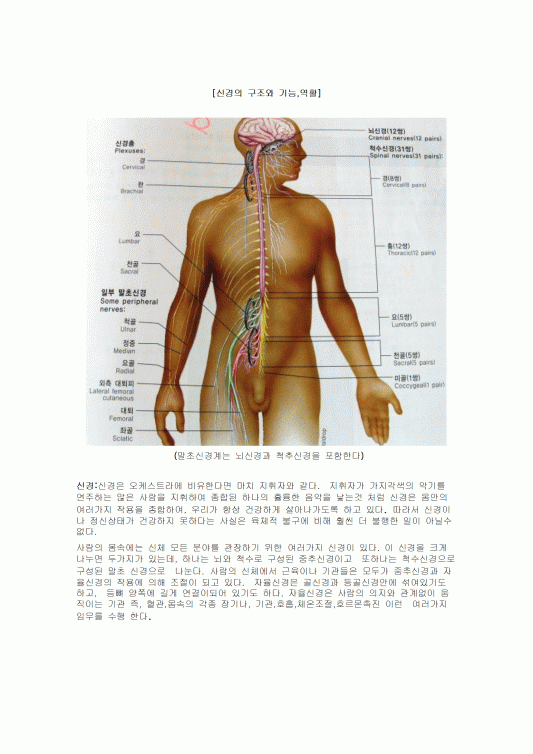 신경의 구조와 기능