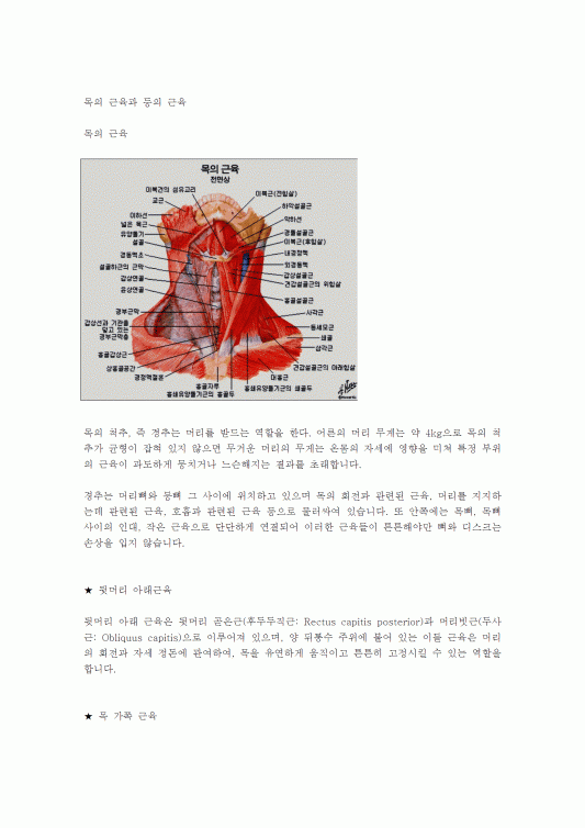 목과 등근육 레포트 자료