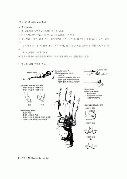 발목 및 발 레포트 자료