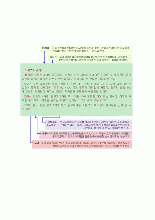 모발의 일생정리