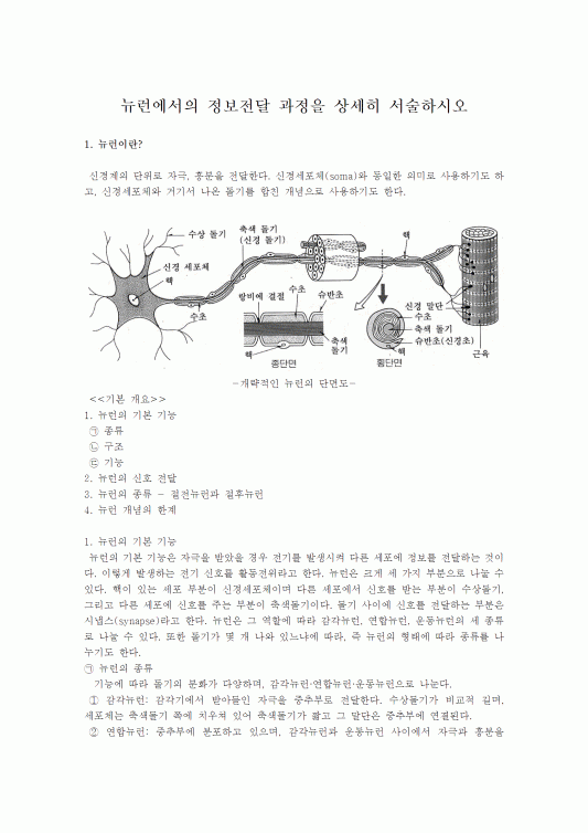 뉴런에서의 정보전달 과정을 상세히 서술