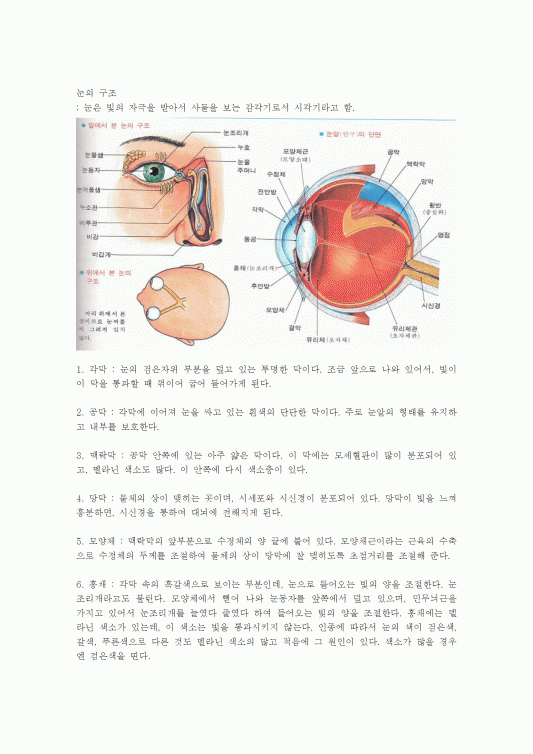 눈의 구조 레포트 자료