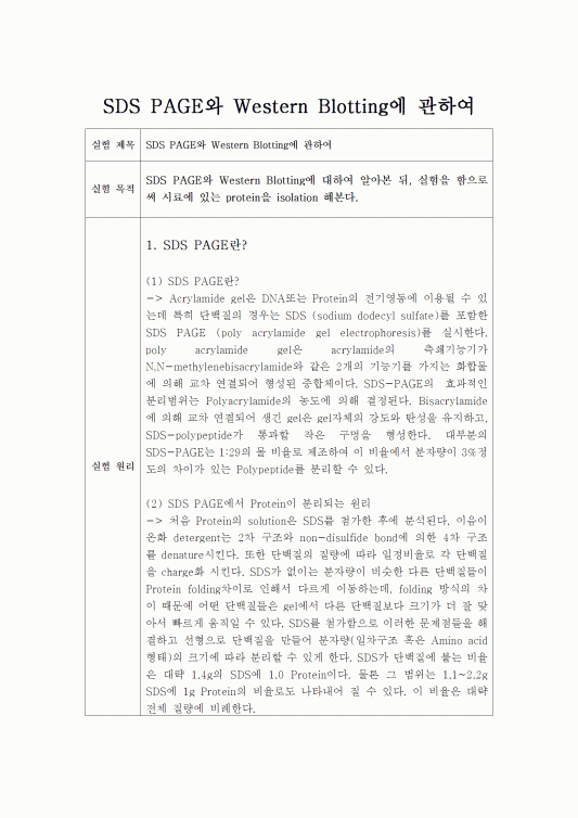 SDS PAGE와 Western Blotting에 관하여