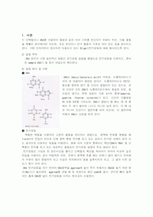 전기영동 실험 gel 생명과학 생물학