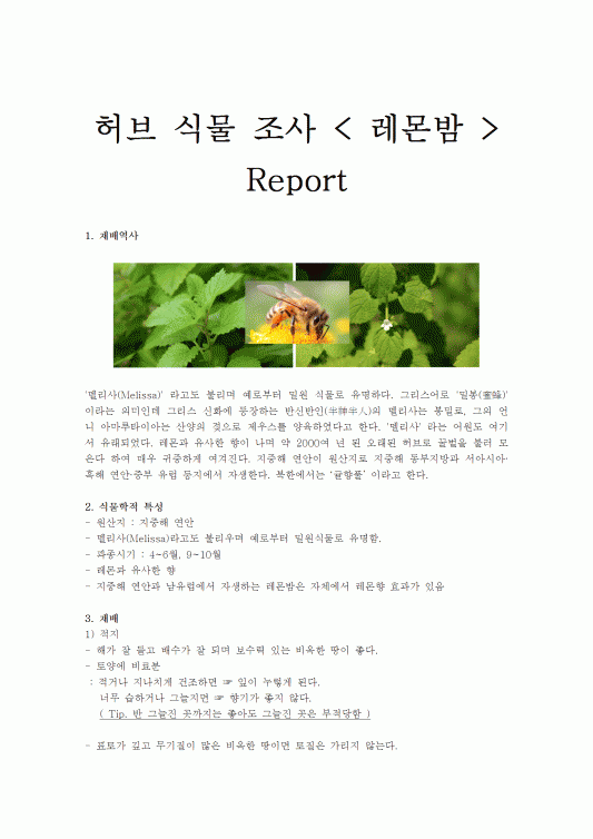 허브 식물 조사 <레몬밤>