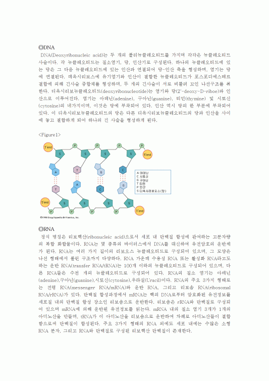 [일반생물학] DNA에서 RNA로 변화하는 과정