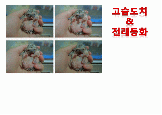 고슴도치,전래동화마케팅,브랜드,브랜드마케팅,기업,서비스마케팅,글로벌,경영,시장,사례