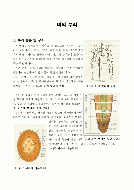 벼의 뿌리 레포트 자료