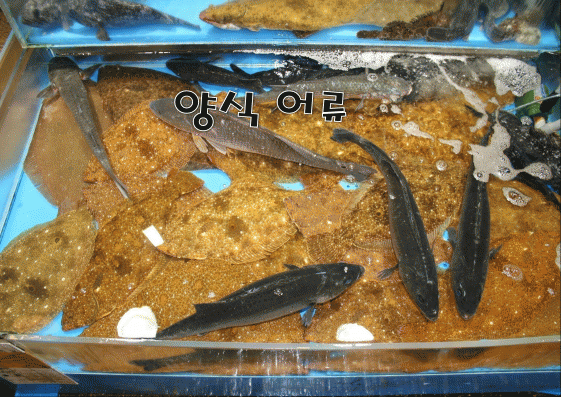 수산물유통및 양식어류(광어,우럭)