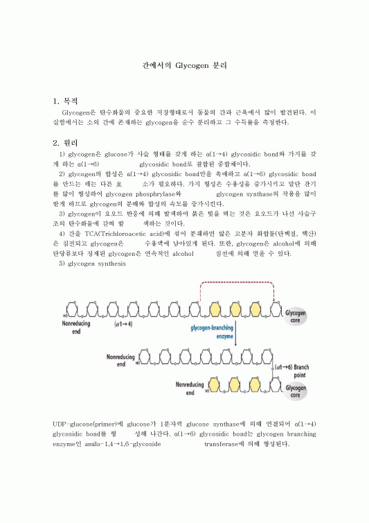 [생화학 실험보고서]간에서의 Glycogen 분리